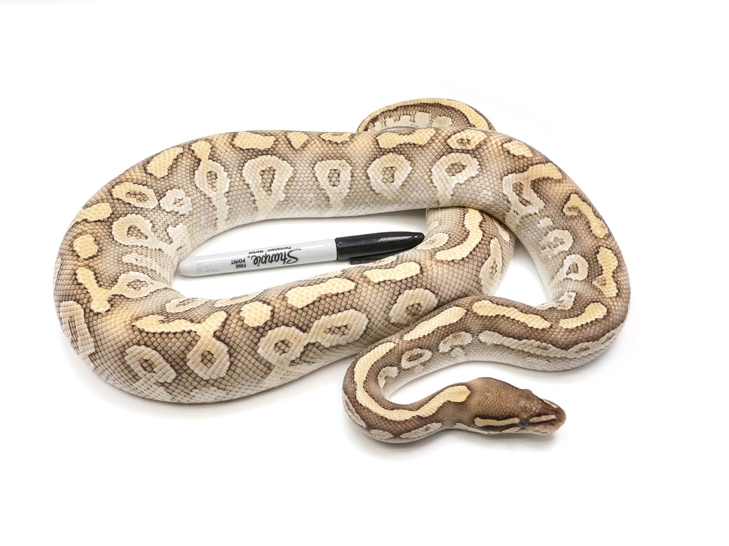 Crystal Mystic Ball Python by New England Reptile Distributors ...