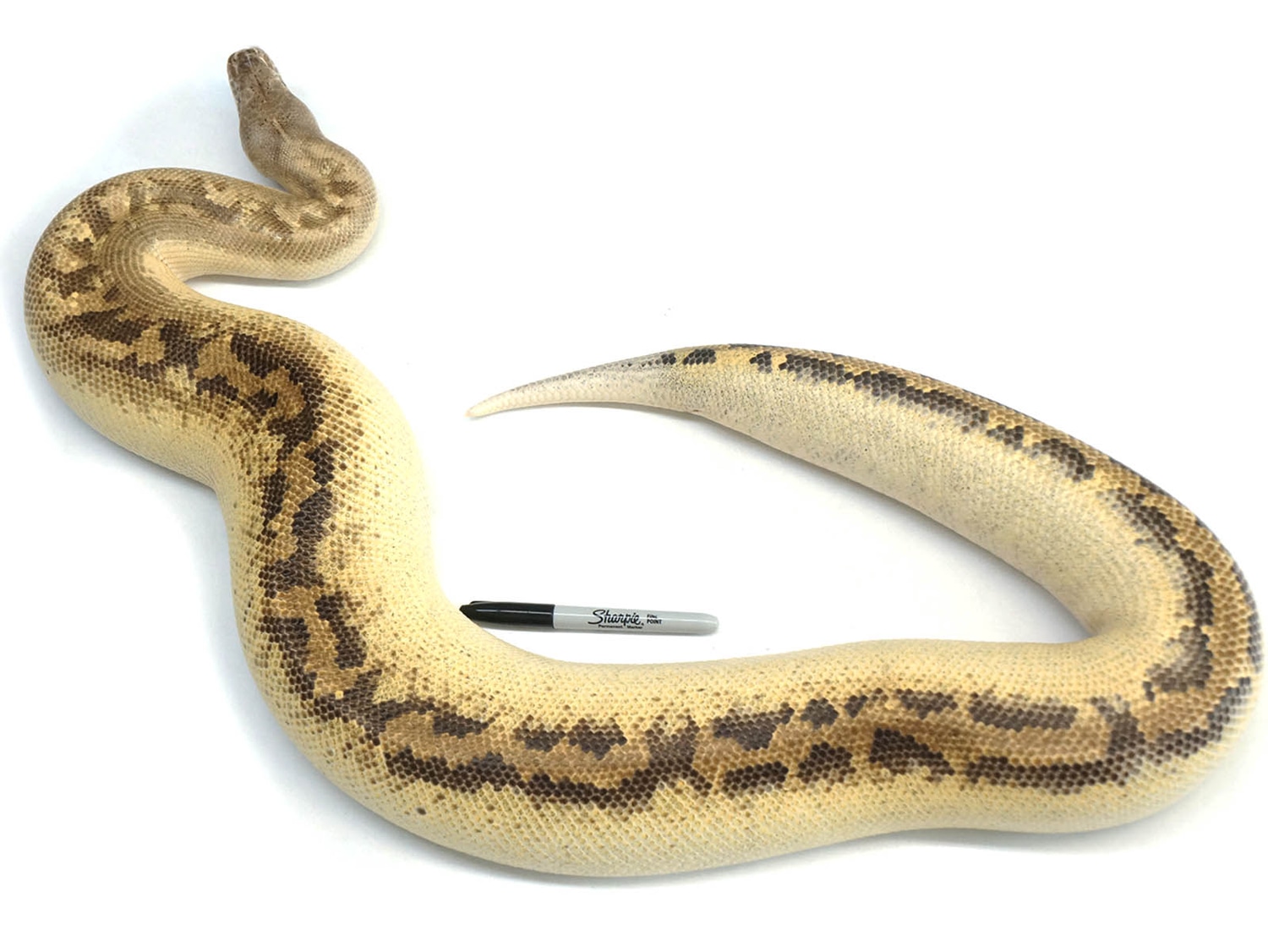 Ivory Possible T+ Possible T- Blood Python by New England Reptile ...
