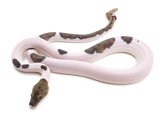 Piebald Reticulated Python by New England Reptile Distributors