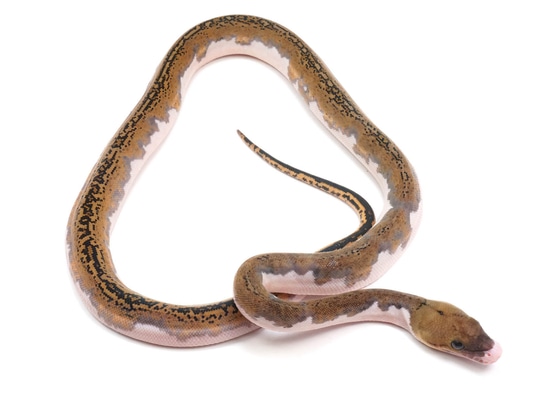 Piebald Reticulated Python by NERD