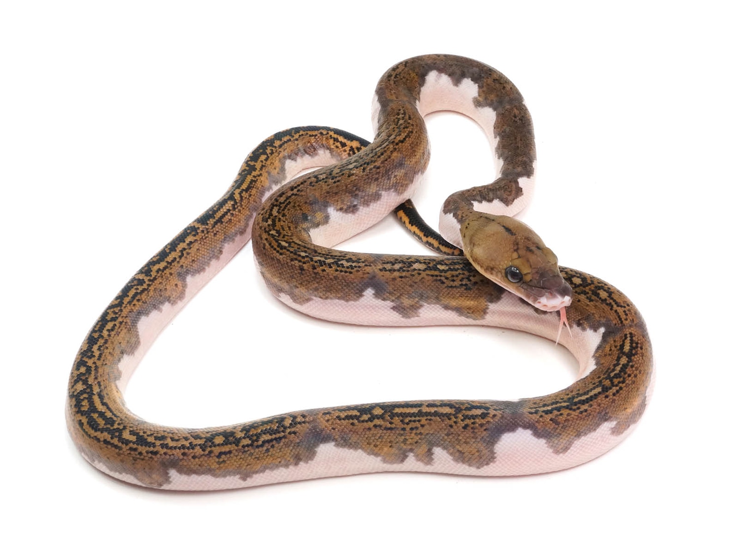 Piebald Reticulated Python by New England Reptile Distributors ...