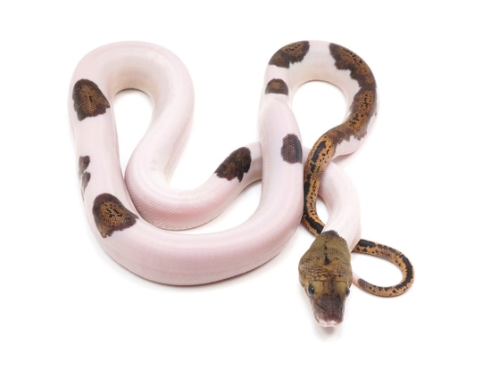 Piebald Reticulated Python by NERD