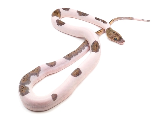 Piebald Reticulated Python by New England Reptile Distributors
