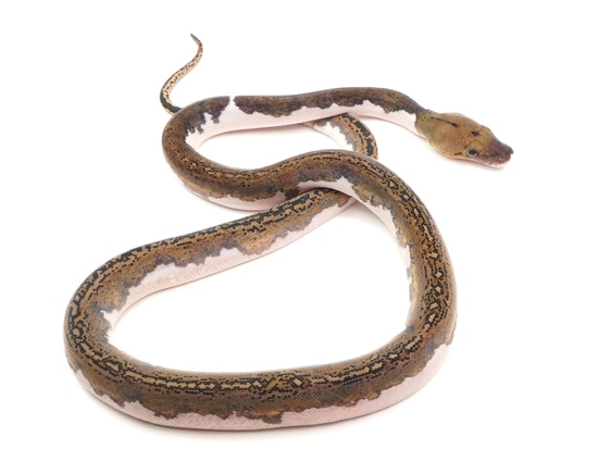 Piebald Reticulated Python by NERD