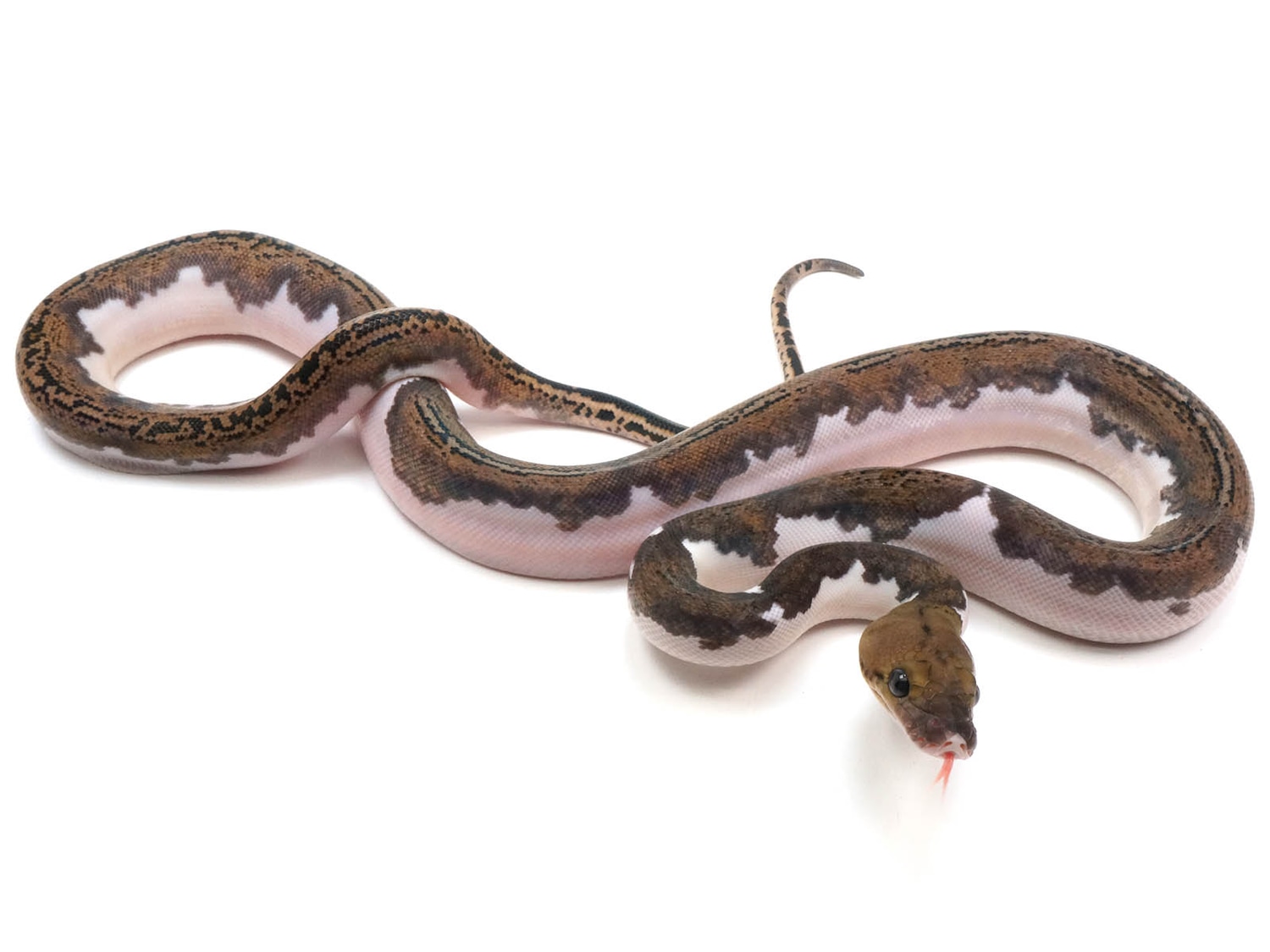 Piebald Reticulated Python by New England Reptile Distributors ...