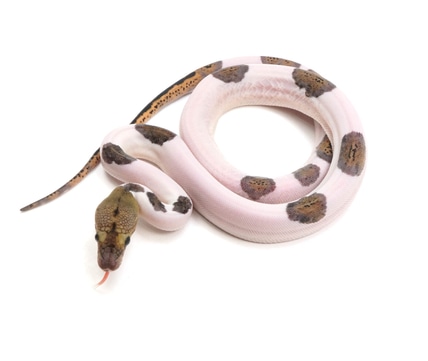 Golden Child Orange Ghost Stripe Reticulated Python by New England ...