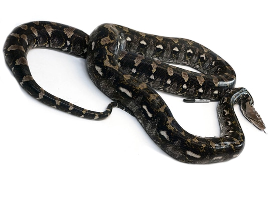 Anerythristic Granite Back Het Anthrax Reticulated Python by NERD