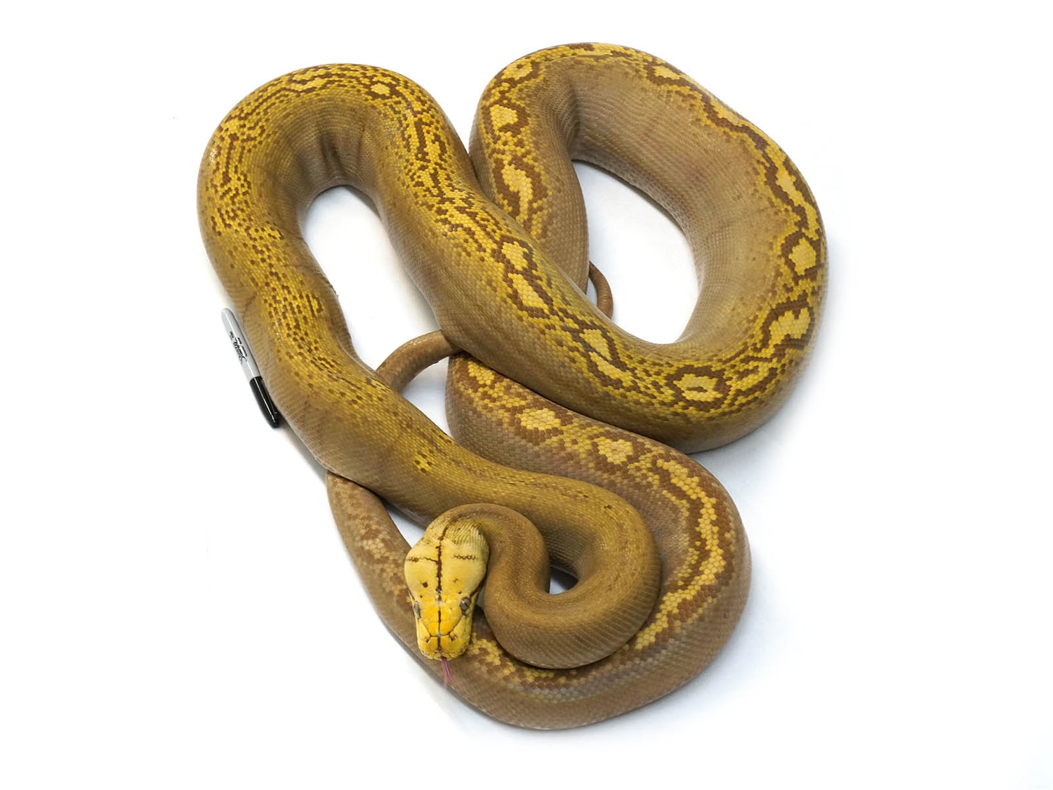 Golden Child Mochino Reticulated Python by New England Reptile ...