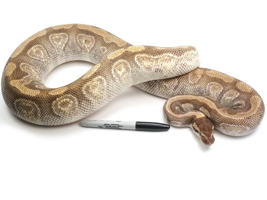Mojave Enchi Odium Ball Python by NERD