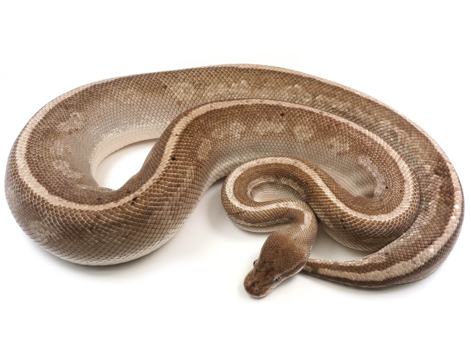 Cinnamon Soul Sucker Ball Python by New England Reptile Distributors ...