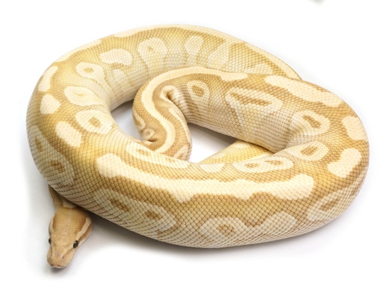 Coral Glow Mojave Odium Ball Python by NERD
