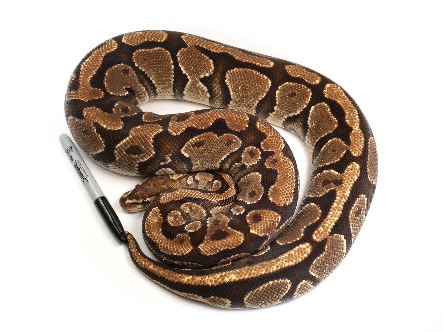Lucifer Ball Python by New England Reptile Distributors - MorphMarket