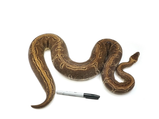 Enchi Pinstripe Het Pied Ball Python - Superficial Facial Scar by NERD