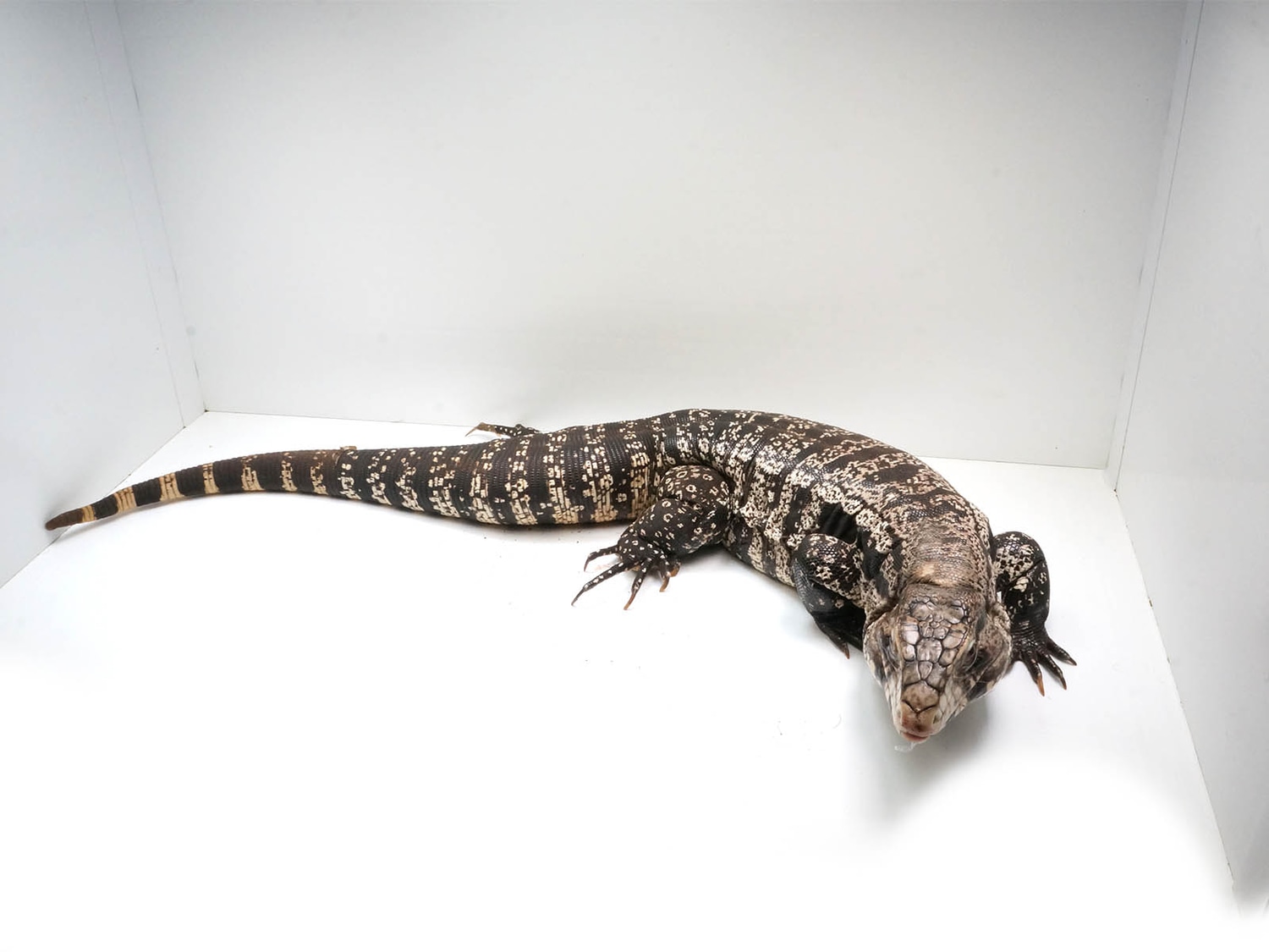 Black And White Tegu Salvator Tegu by New England Reptile Distributors ...