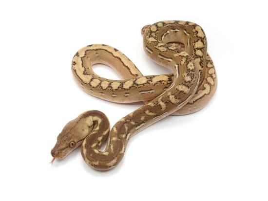 Platinum Phantom - Cupcake X Snarfles Reticulated Python by New England ...