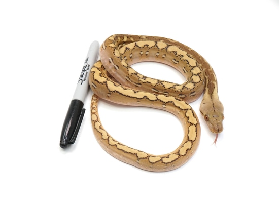 Platinum Phantom Reticulated Python - Cupcake X Snarfles by NERD