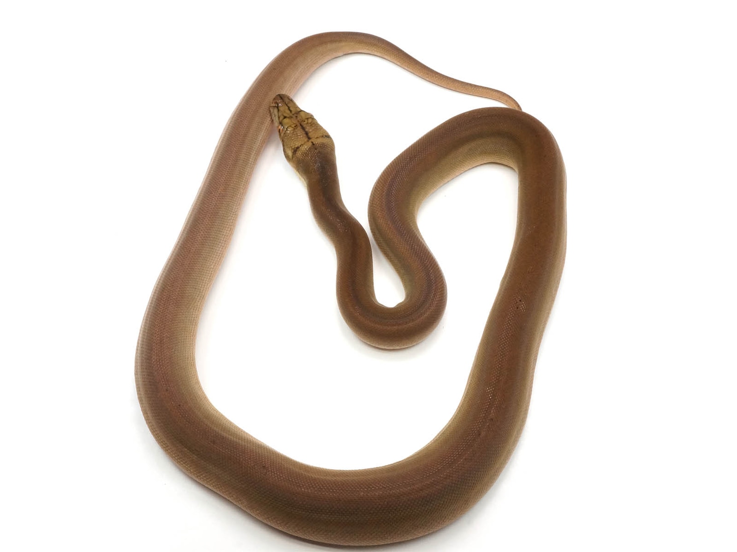 Golden Child Platinum Phantom - Cupcake X Snarfles Reticulated Python ...