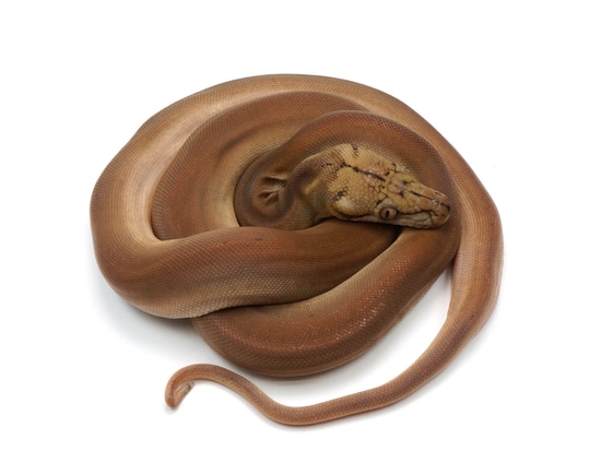 Golden Child Platinum Phantom Reticulated Python - Cupcake X Snarfles ...