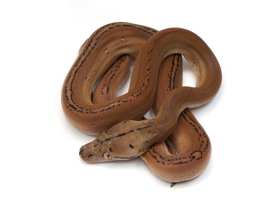 Golden Child Phantom Platinum Reticulated Python - Cupcake X Snarfles ...