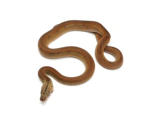 Golden Child Platinum Reticulated Python - Cupcake X Snarfles by New ...