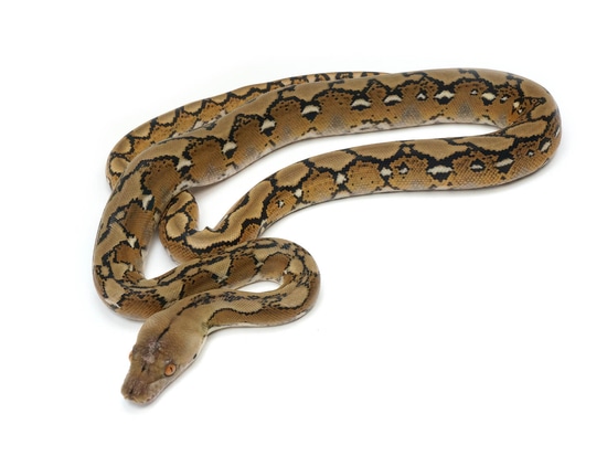 Sunfire Platinum Reticulated Python - Cupcake X Snarfles by New England ...