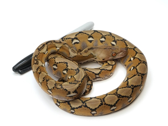 Sunfire Platinum Reticulated Python - Cupcake X Snarfles by New England ...