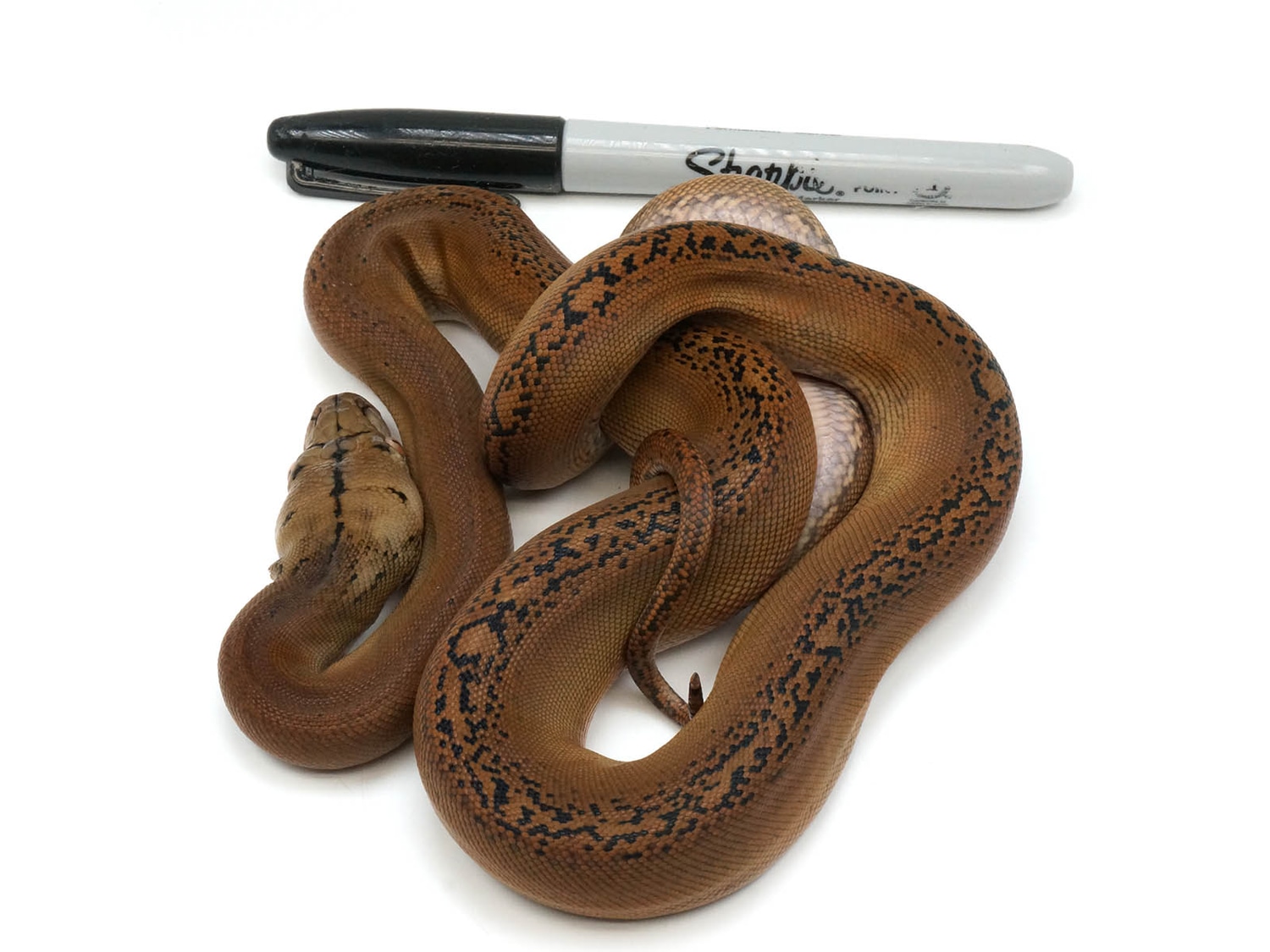 Golden Child Platinum - Cupcake X Snarfles Reticulated Python by New ...