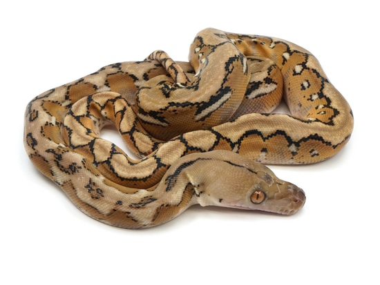 Platinum Phantom Reticulated Python - Cupcake X Snarfles by New England ...