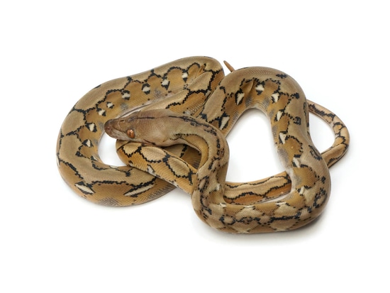 Sunfire Platinum Reticulated Python - Cupcake X Snarfles by NERD
