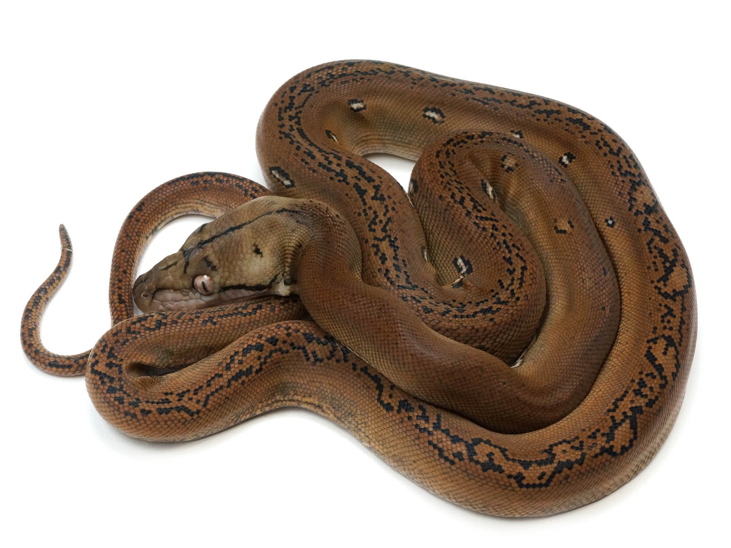 Golden Child Platinum Phantom - Cupcake X Snarfles Reticulated Python ...