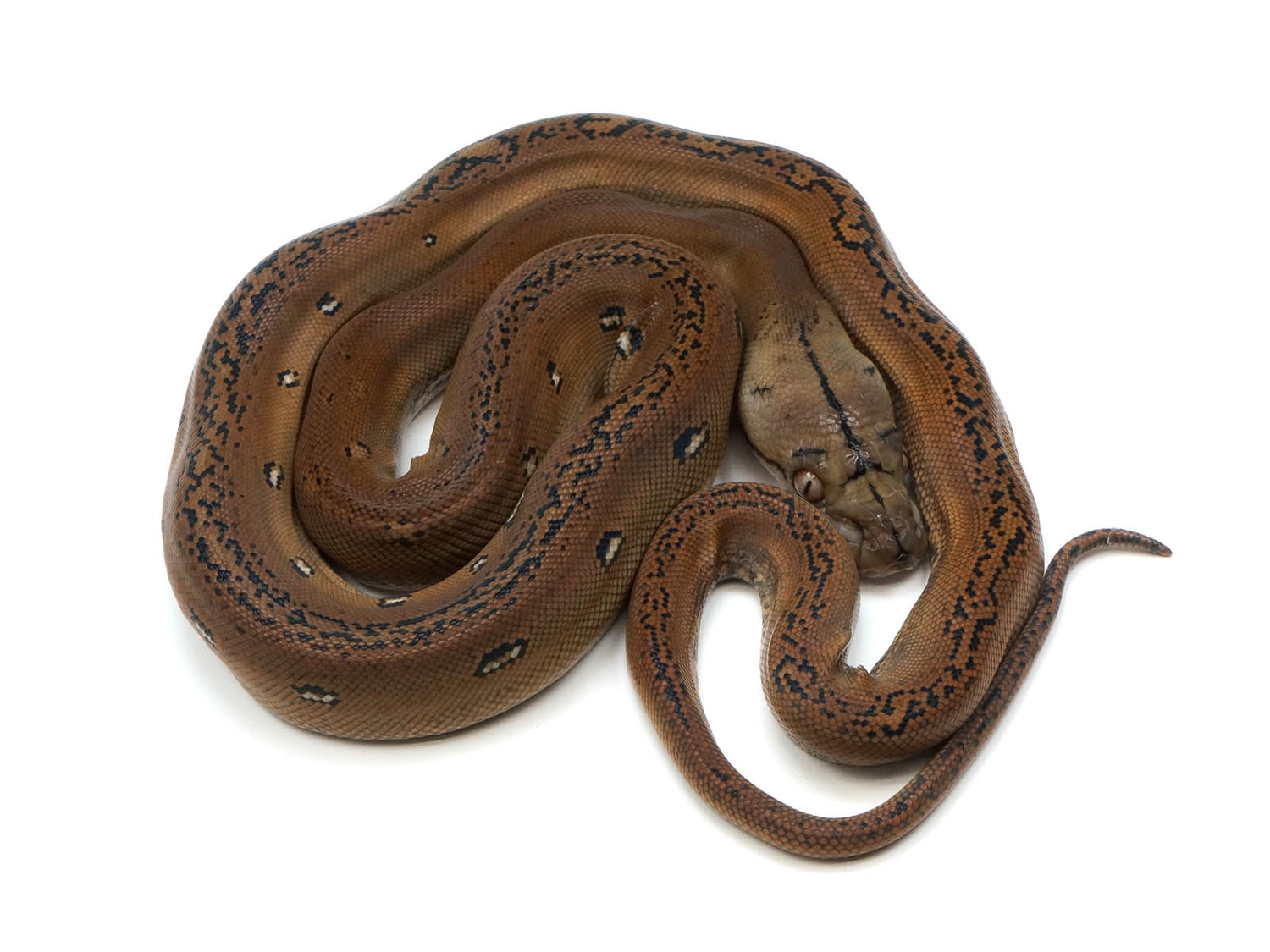 Golden Child Platinum Phantom - Cupcake X Snarfles Reticulated Python ...