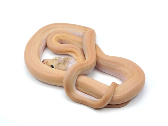 Ivory Reticulated Python Cupcake X Snarfles by NERD