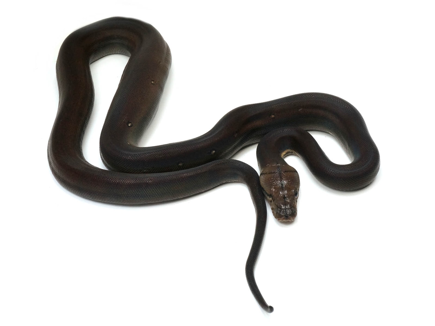 Golden Child Granite Back Het Orange Ghost Stripe - One Eye Reticulated ...