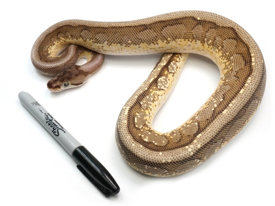 Orion Ball Python by NERD