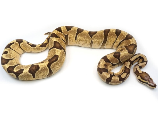 Microscale Lucifer Enchi Het Pied Ball Python by NERD
