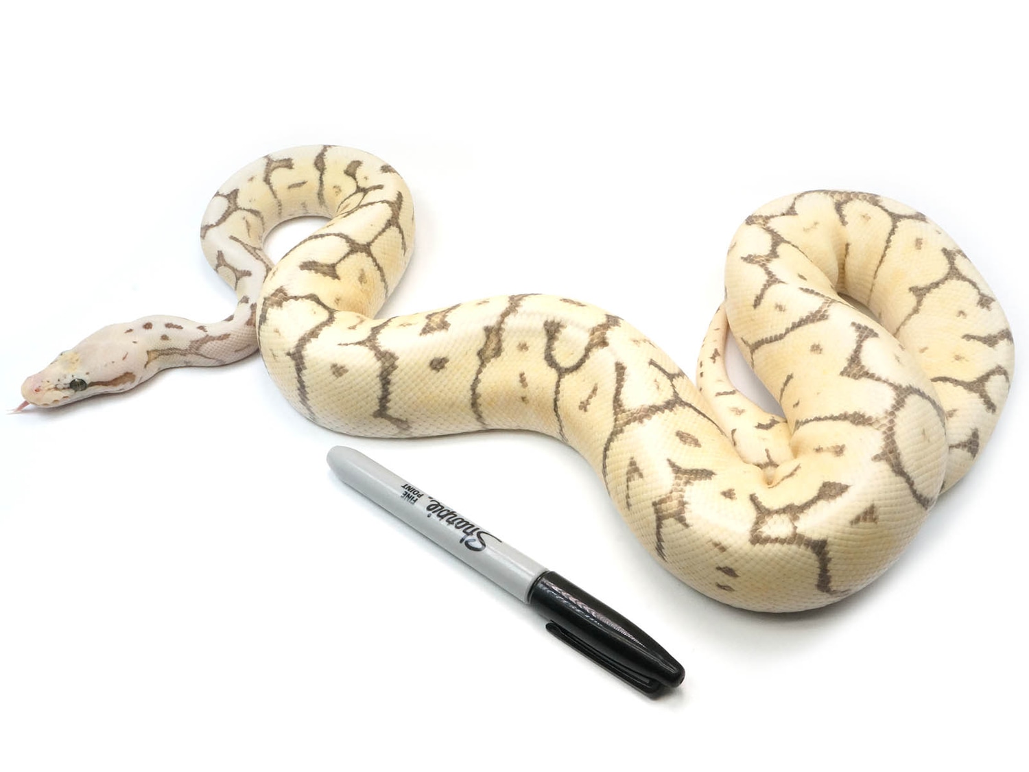 Killer Bee Lemonback Possible GHI/Yellow Belly Ball Python by New ...