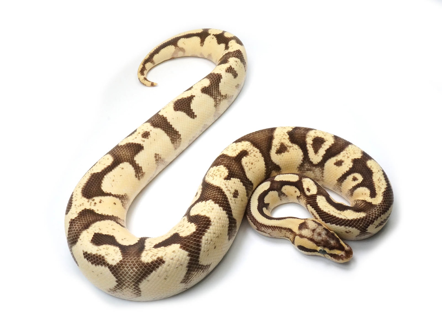 Pastel Enchi Lucifer Yellowbelly Fader Ball Python by New England ...