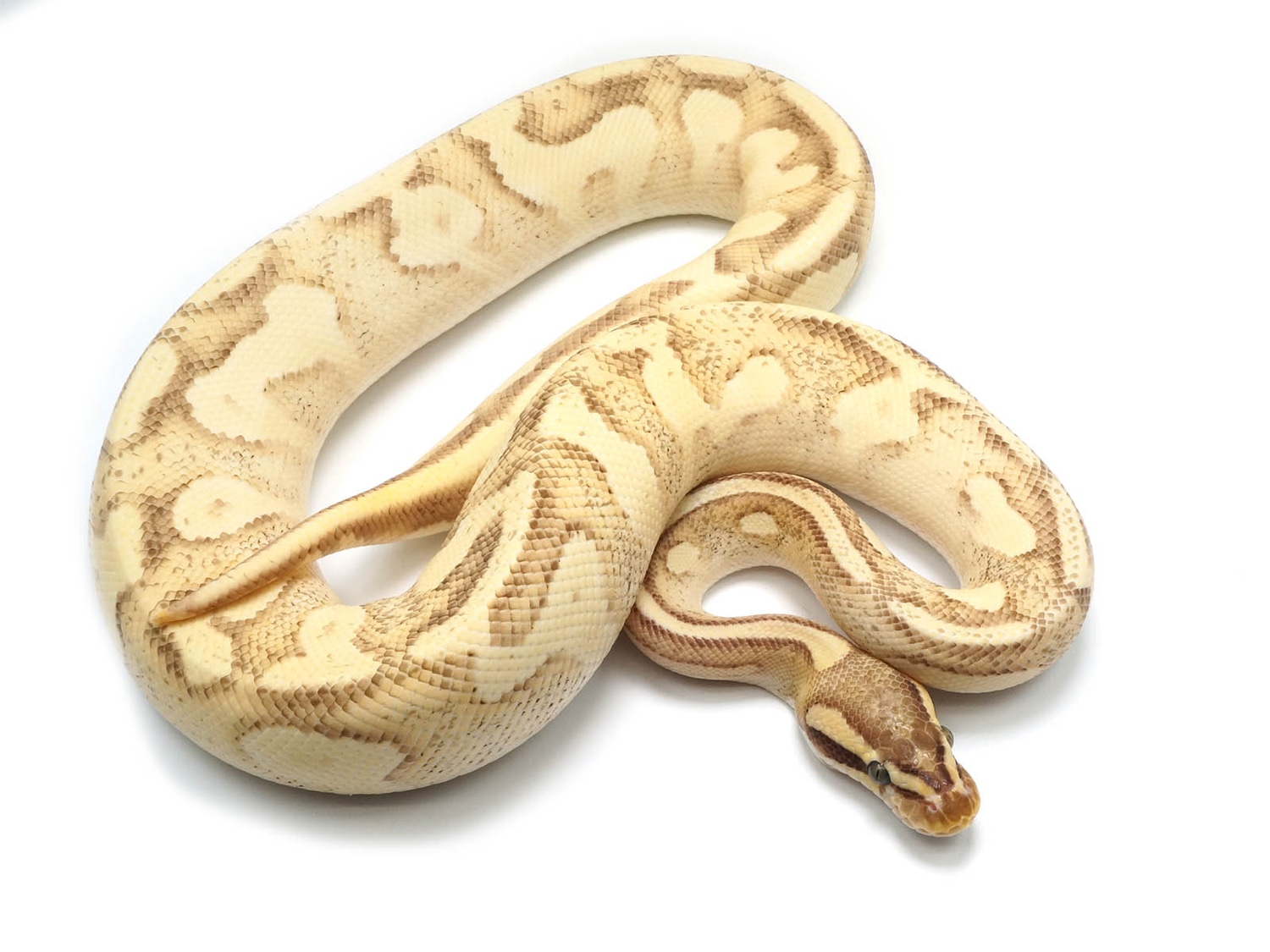 Pastel Lucifer Mojave Odium Fader Possible Het Pied Ball Python by New ...