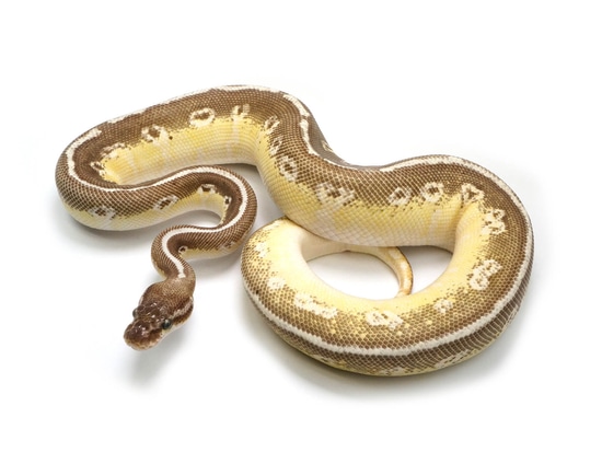 Soul Sucker Malum Yellowbelly Odium Ball Python by New England Reptile ...