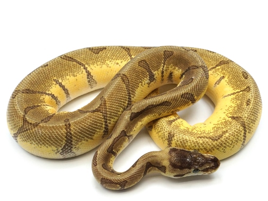 Spider Enchi Mojave Yellowbelly Odium Ball Python by NERD