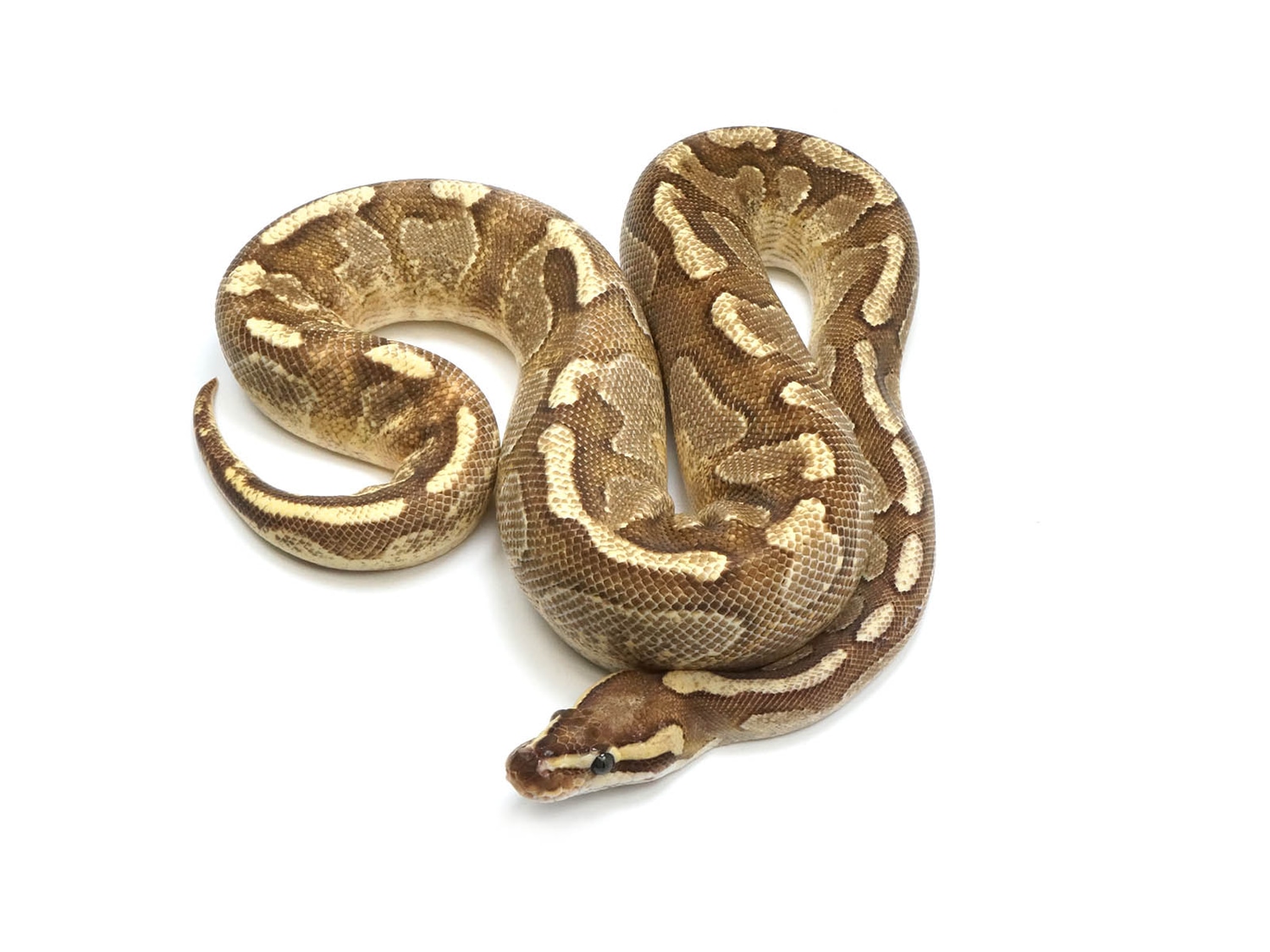 Enchi Orange Dream/Yellowbelly Odium Ball Python by New England Reptile ...