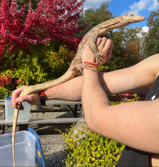 T-Positive Albino Asian Water Monitor -Extremely Friendly by New ...