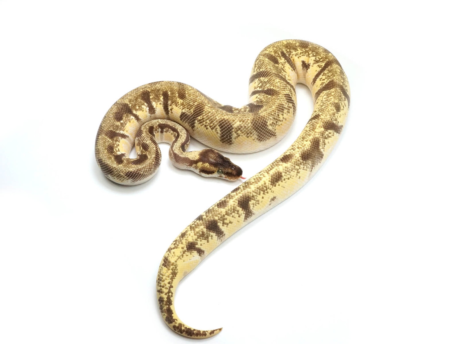 Pastel Hidden Gene Woma Enchi Malum Orange Dream Ball Python by New ...