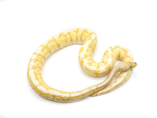 Coral Glow Pastel Hidden Gene Woma Granite Calico Ball Python by NERD