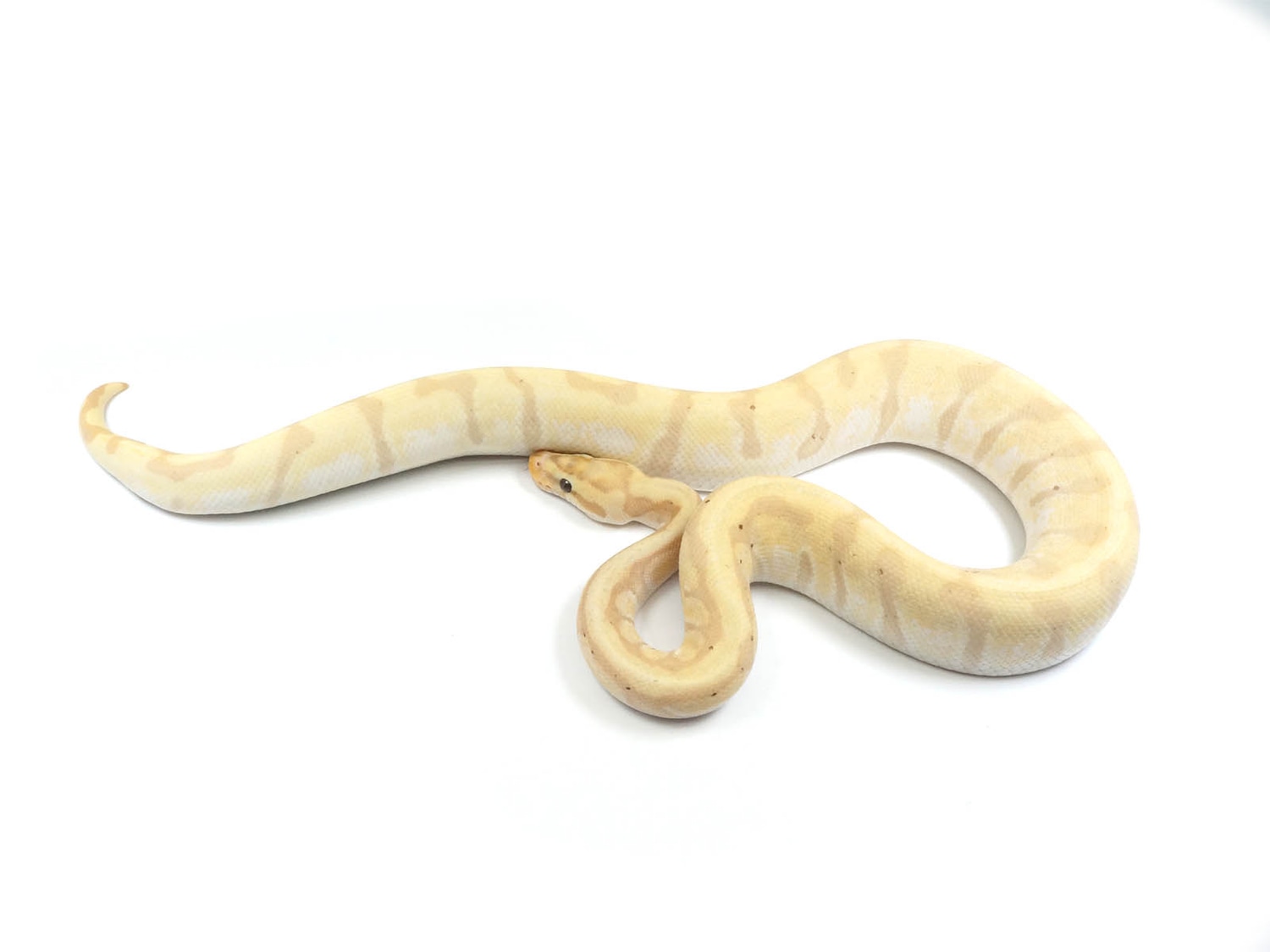Enchi Coral Glow Hidden Gene Woma Malum Ball Python by New England ...