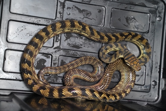Well Established Long Term Captive Male Barneck Scrub Python by NERD
