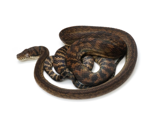 Well Established Long Term Captive Barneck Scrub Python by NERD