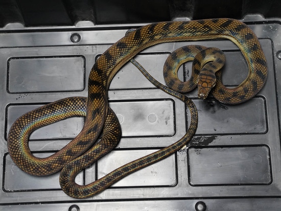 Well Established Long Term Captive Male Barneck Scrub Python by NERD