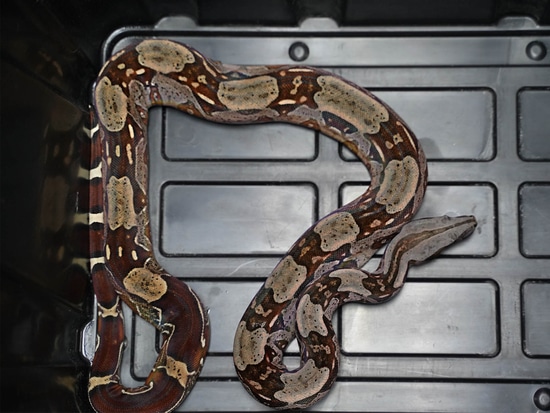 Well Established Long Term Captive Guyana - Dark & Pretty True Red ...