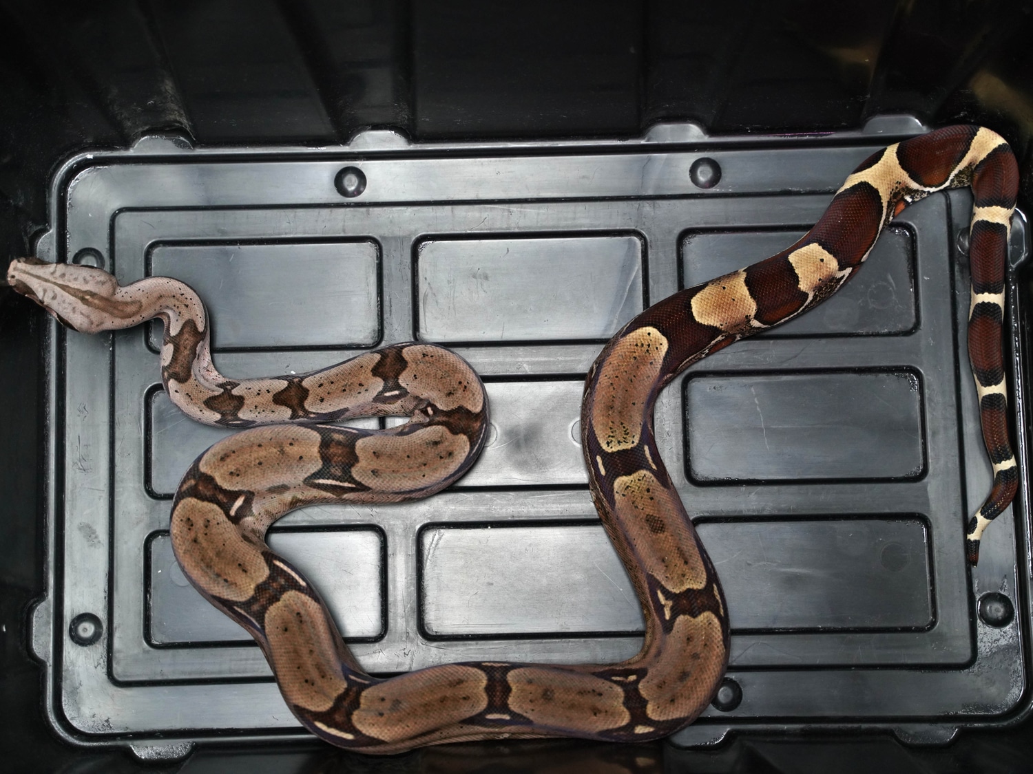 Well Established Long Term Captive Guyana True Red-tailed Boa ...